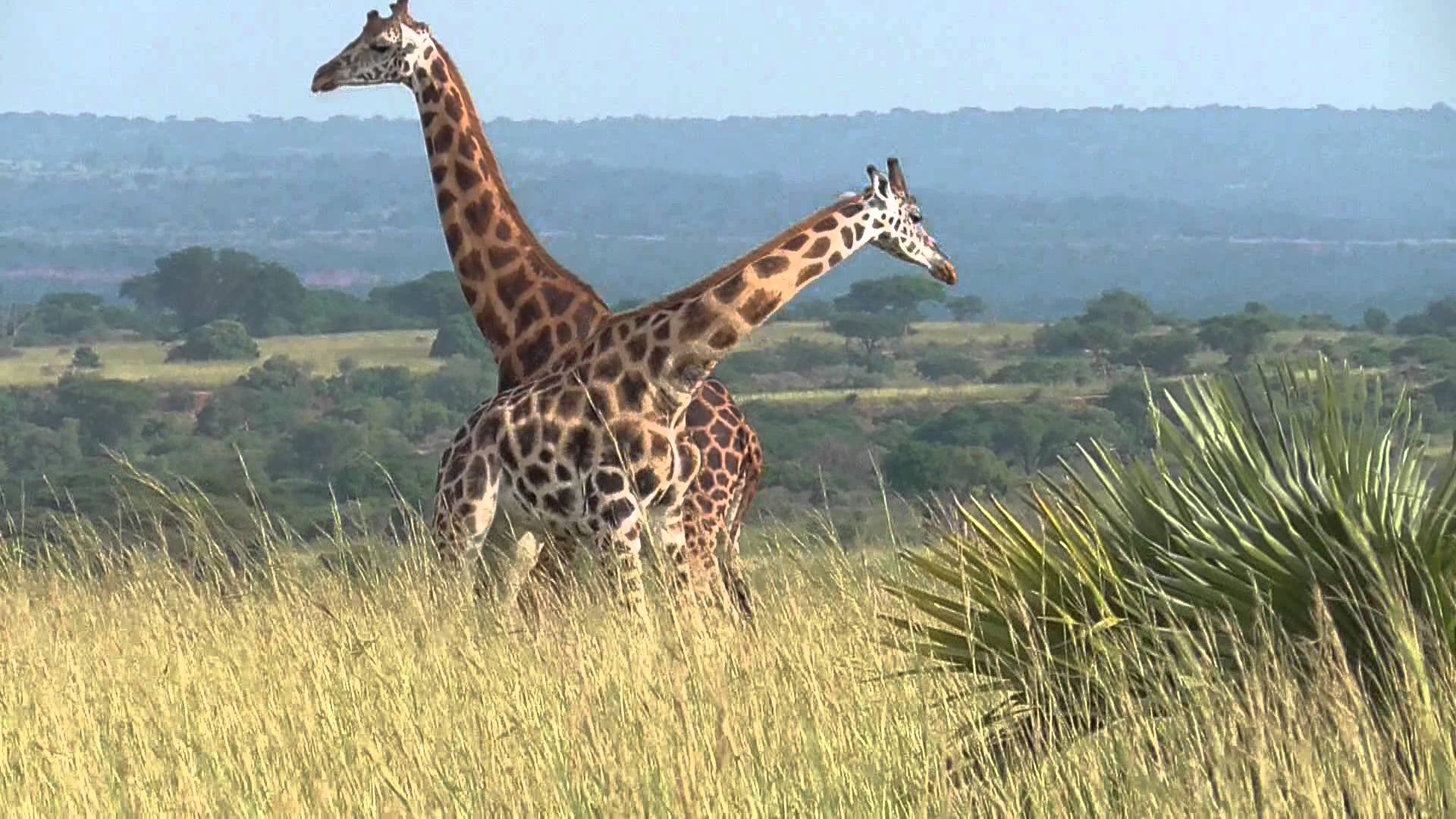 10 days best of Uganda safari - best of uganda safaris