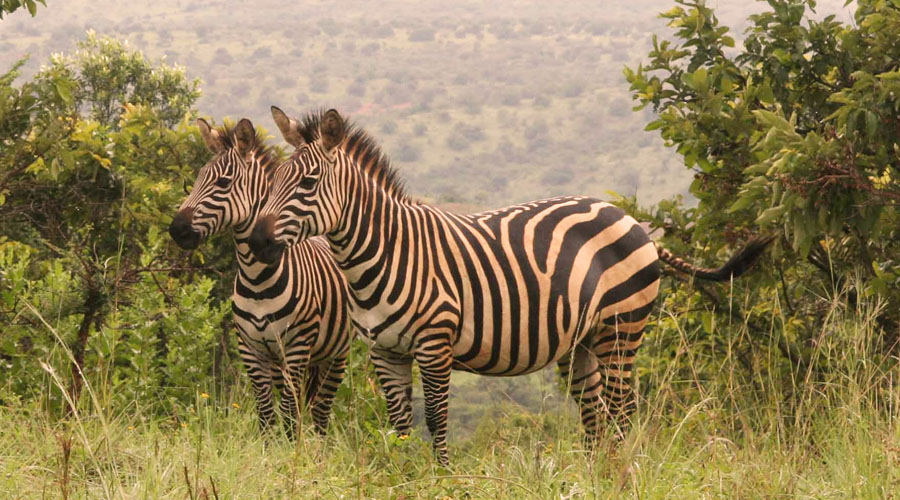 8 days Rwanda exclusive tour |rwanda safaris, rwanda gorilla trekking