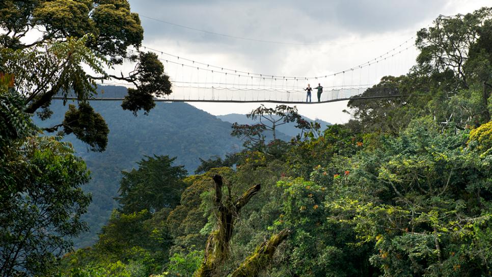 Nyungwe Forest National Park | Explore Rwanda Tours