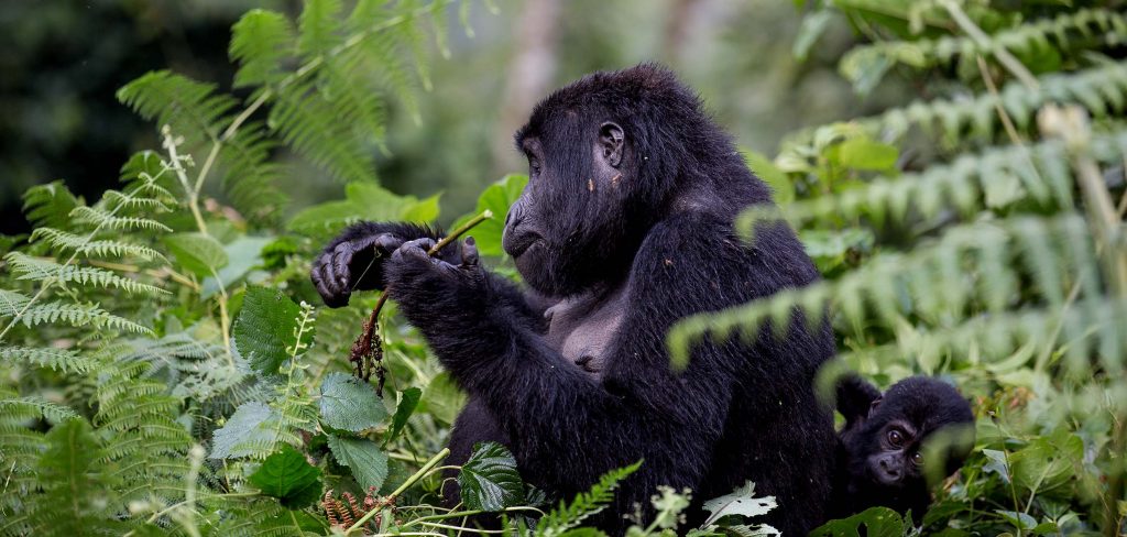 Gorillas; Why are Gorillas Going Extinct? Learn More