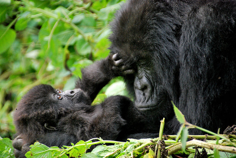 why are gorillas poached - gorilla trekking, gorilla safari , gorilla ...