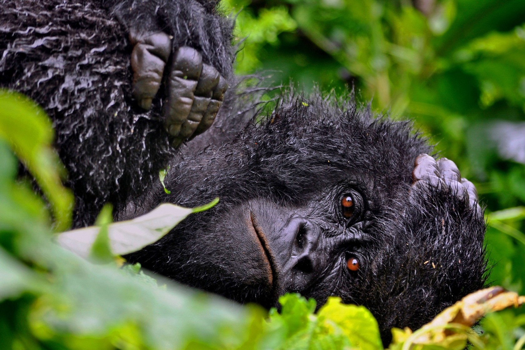 Best time to visit Virunga National Park | Virunga Safari Tours | Congo ...