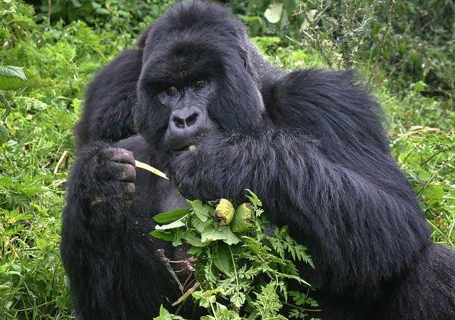 Reasons why you should visit Congo | Congo Safari Tours