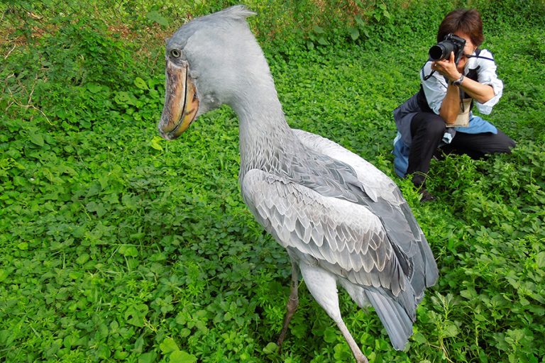 Shoebill Stork Size and Facts | Rwanda Safaris Tours | Rwanda Tours