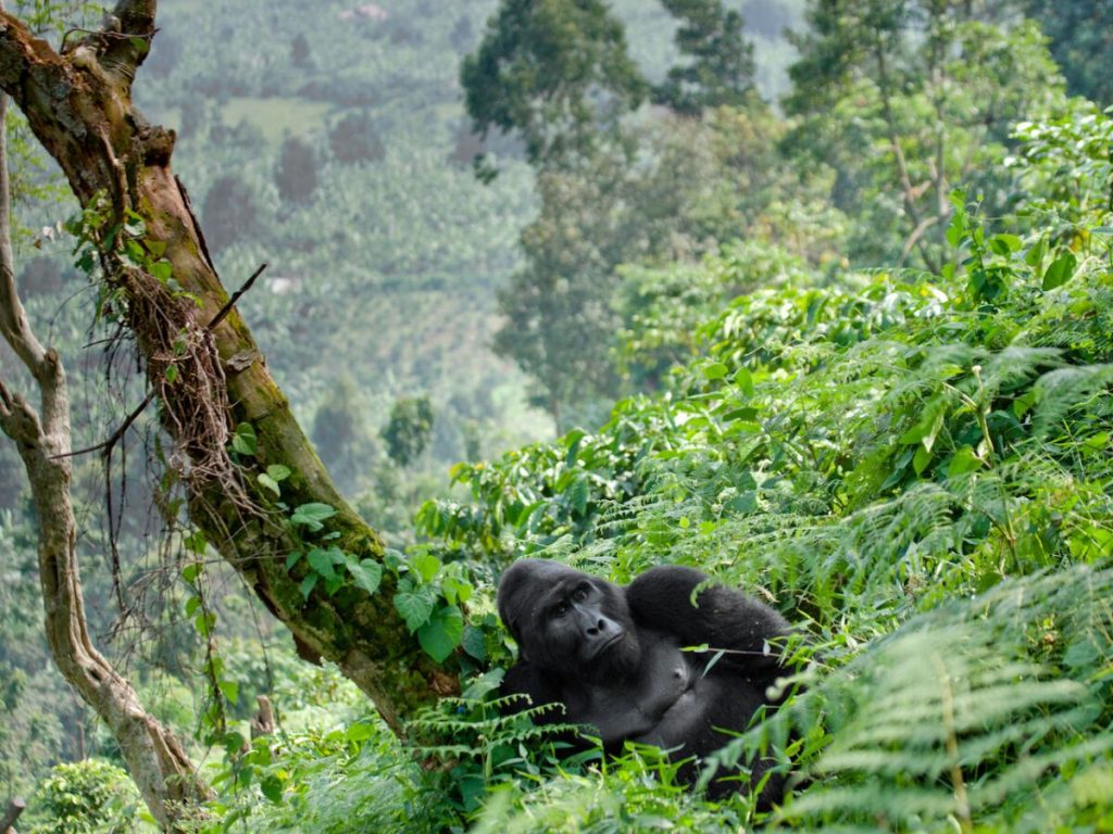Bisoke Mountain Hiking in Rwanda - All info about Mt. Bisoke