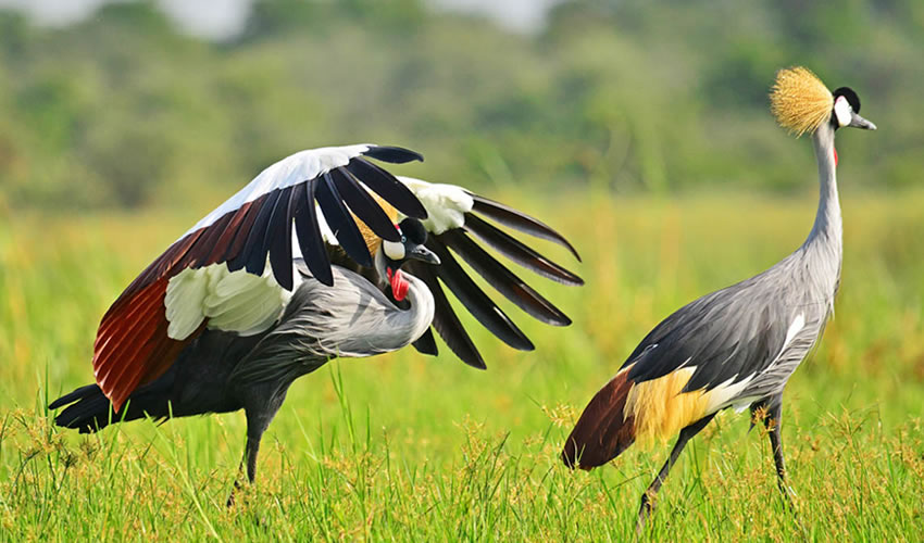 Bird watching in Uganda National parks | Uganda Birding Safaris