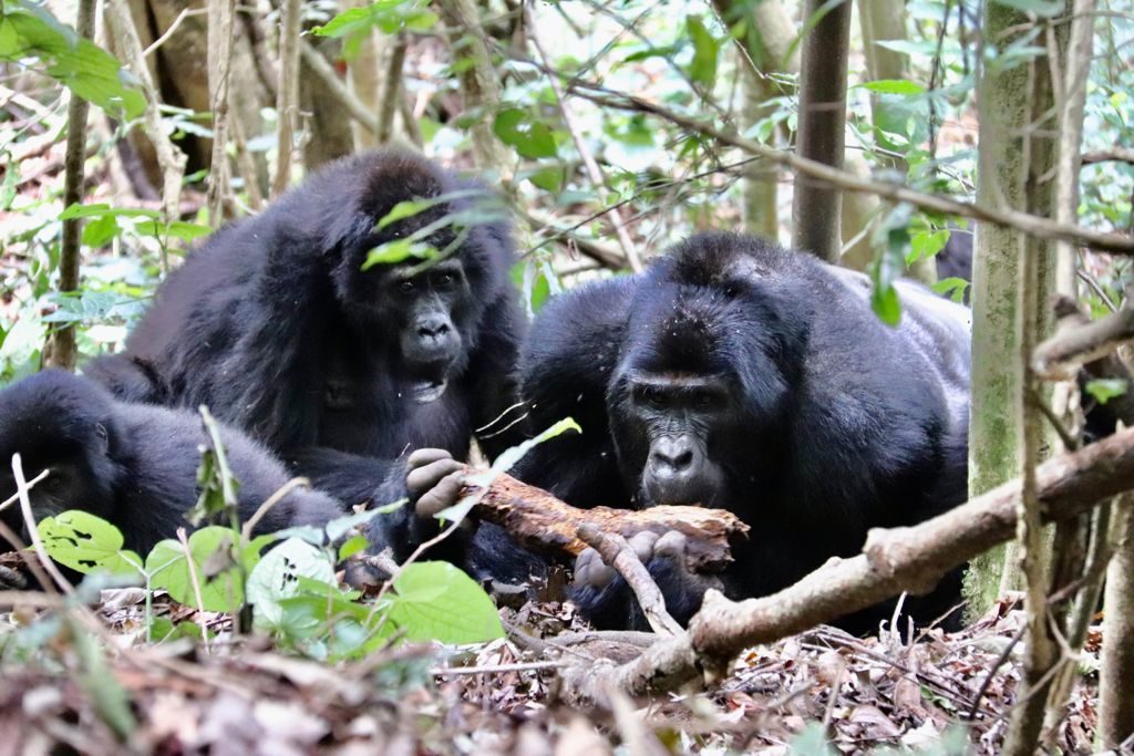 6 Days Uganda Chimps, Wildlife & Gorilla Safari | Uganda Safaris Tours