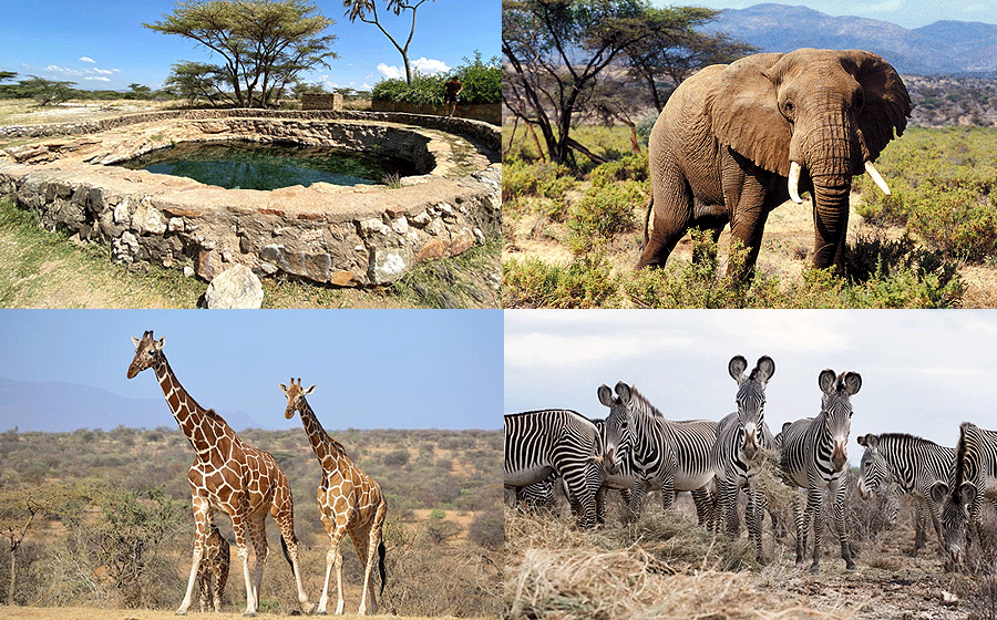 Buffalo Springs National Park | Kenya Safaris Tours | Kenya Tours