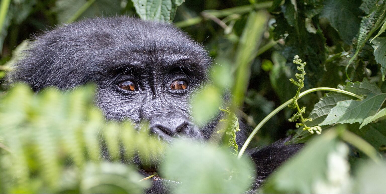 14 Days Rwanda Primates and Tanzania Wildlife Safari | Explore Rwanda Tours