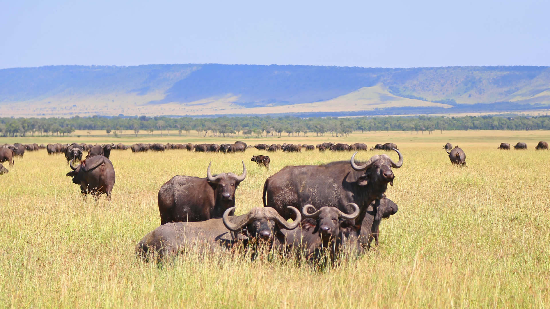 Activities to do in Ngorongoro Crater | Tanzania Safaris Tours