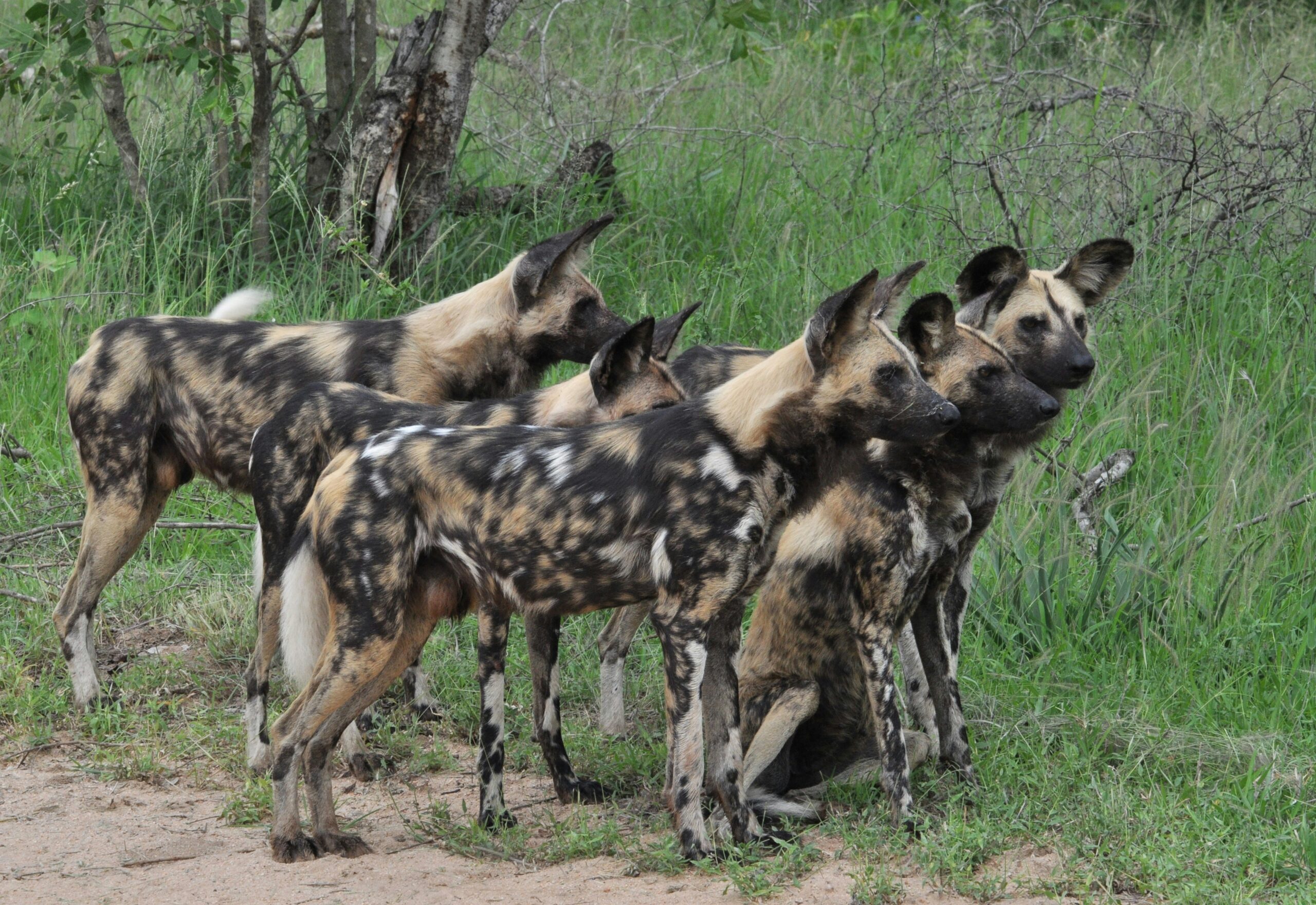 Sighting African Wild Dogs in Kidepo Valley National Park | Uganda